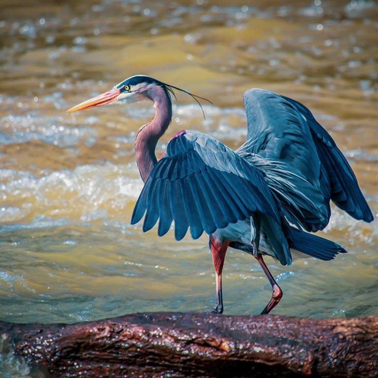 Enhanced Benefits - Cove Continuity Advisors